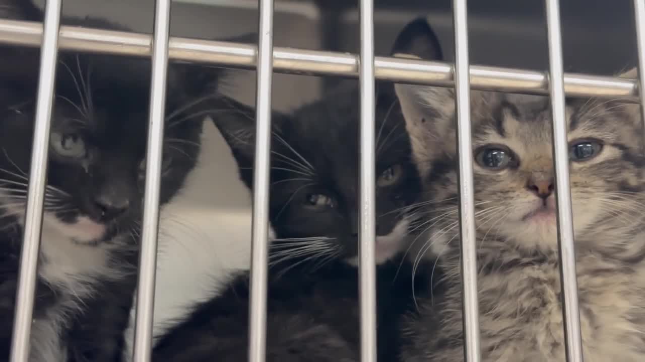 Animal advocates increase pressure to expand funding, resources for ...