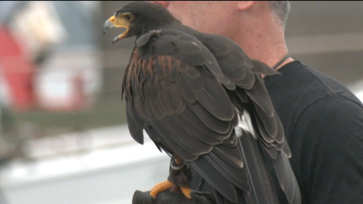 Why is this hawk getting dive bombed by angry gulls?