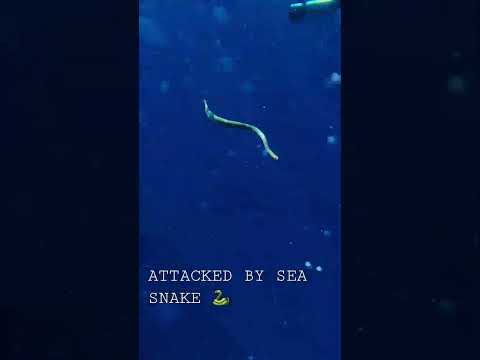 ATTACKED BY SEA SNAKE 🐍🐍 #spearfishing #fishing #snakeattak
