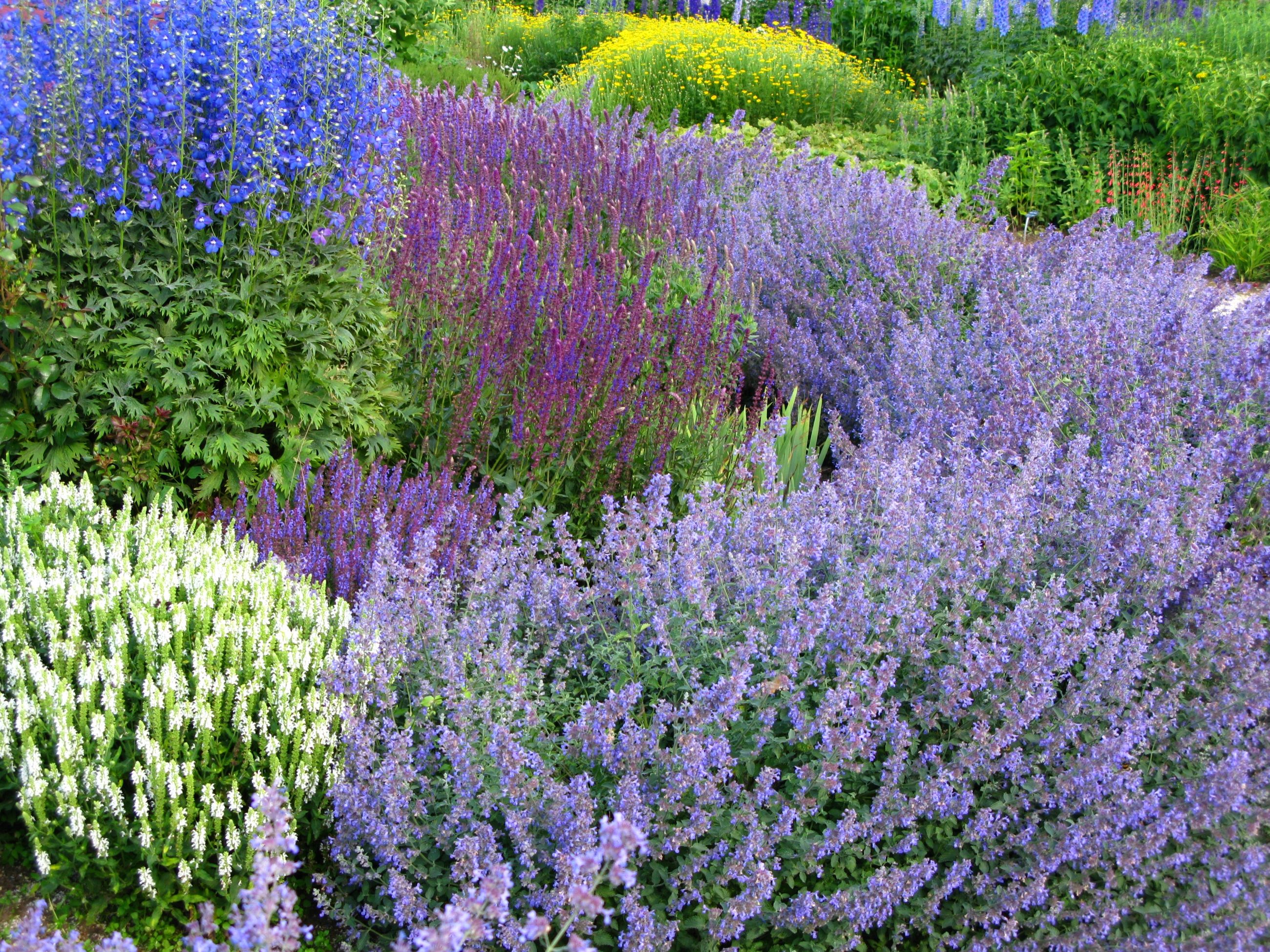 These Perennial Plants Thrive on Neglect—but Still Look Gorgeous in ...