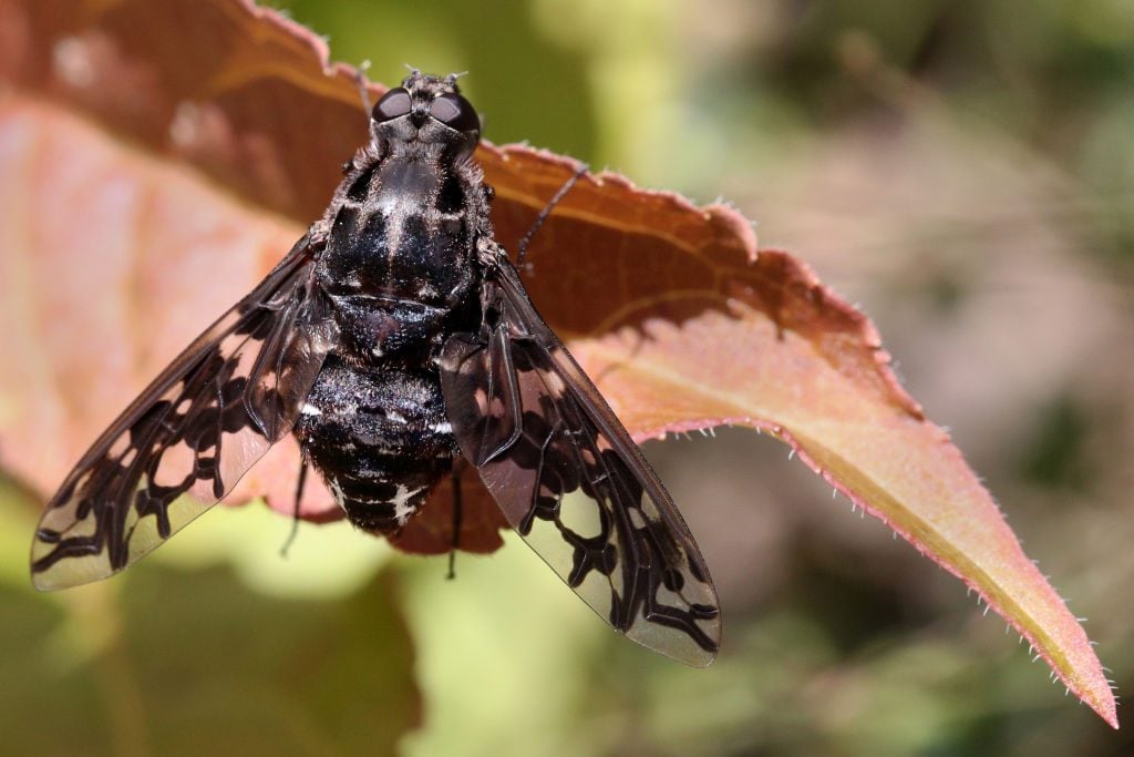 Meet the Bee Flies: Look-Alike Bee Mimics