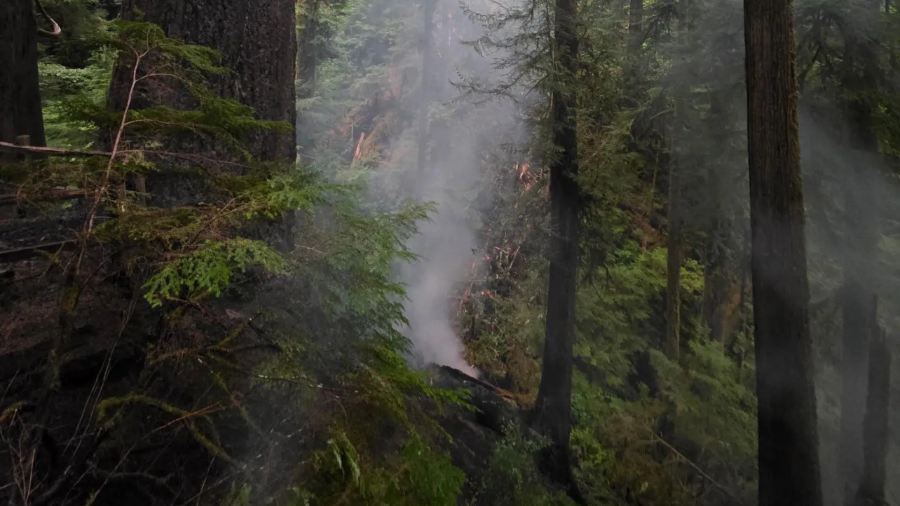 Historic Oregon tree defies flames, still standing after days of fire