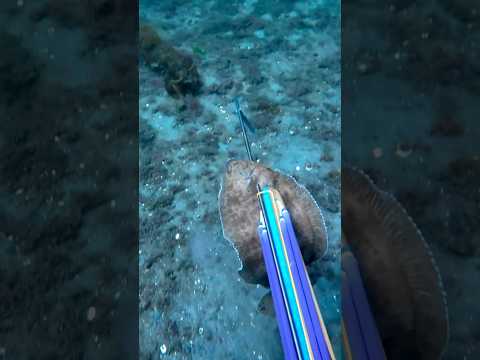 World’s laziest fish #spearfishing #flounder
