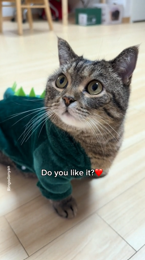 You Have To See My Cat’s Epic Costume!