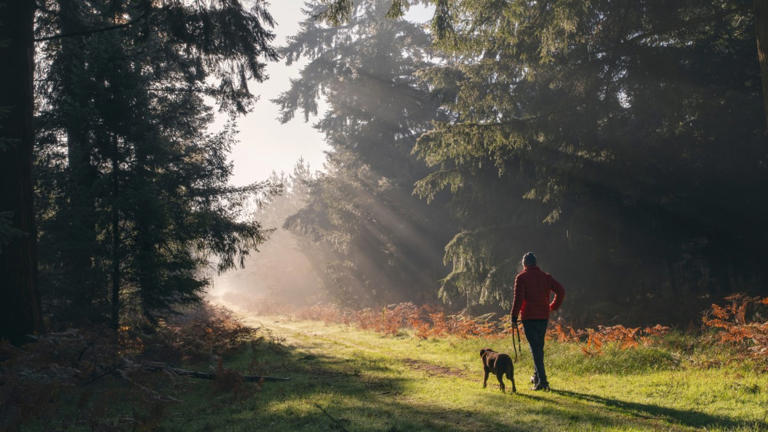 Andrew Huberman’s Morning Trick for Peak Alertness