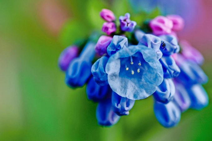 How to grow Virginia bluebells