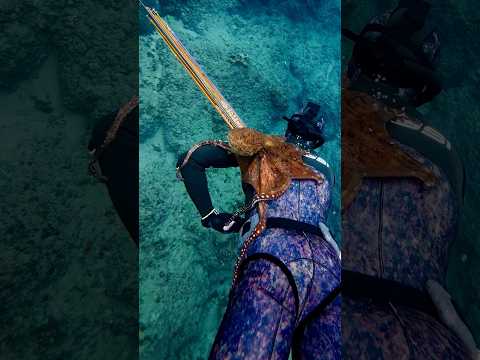 Giving a piggyback ride to an octopus 🐙