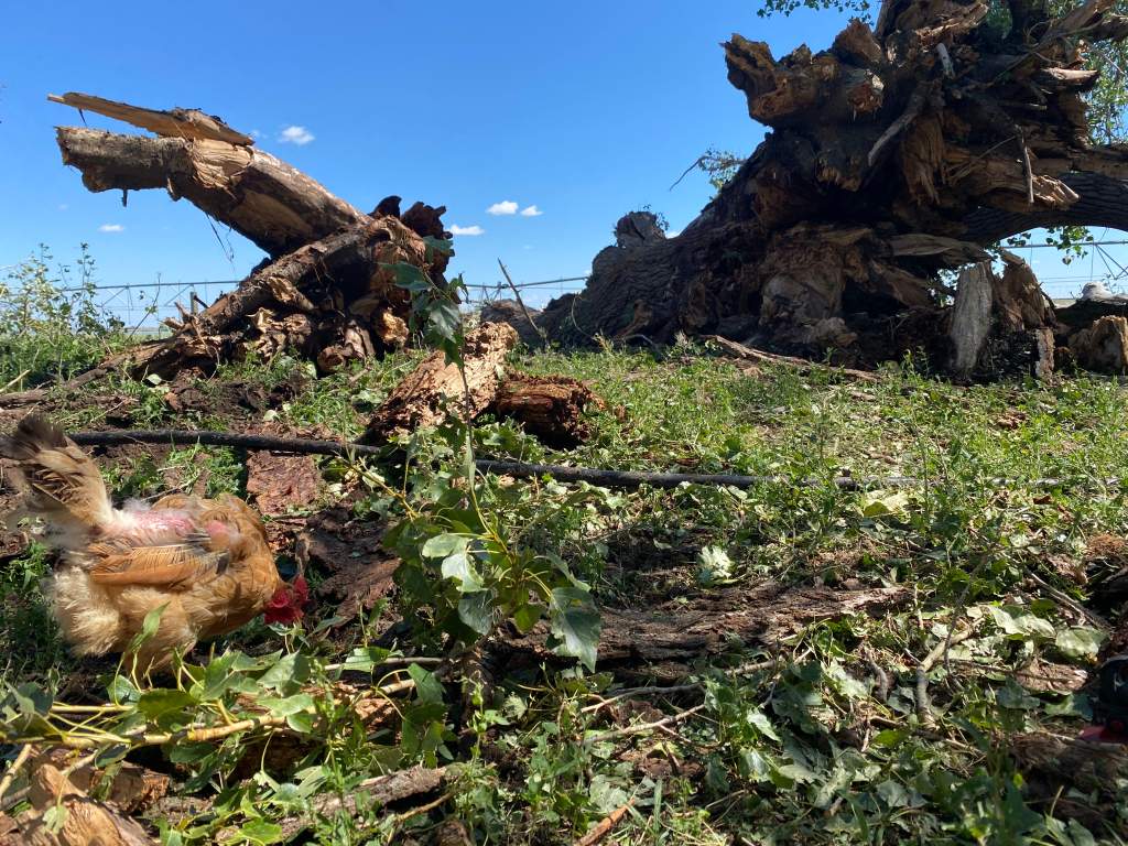 Southern Alberta farm devastated by hailstorm, loses beloved camel