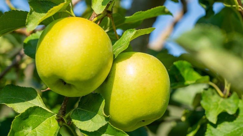 The Perfectly Balanced Apple Exists And It's The Golden Delicious