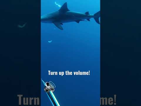 My buddy saved me from a bull shark