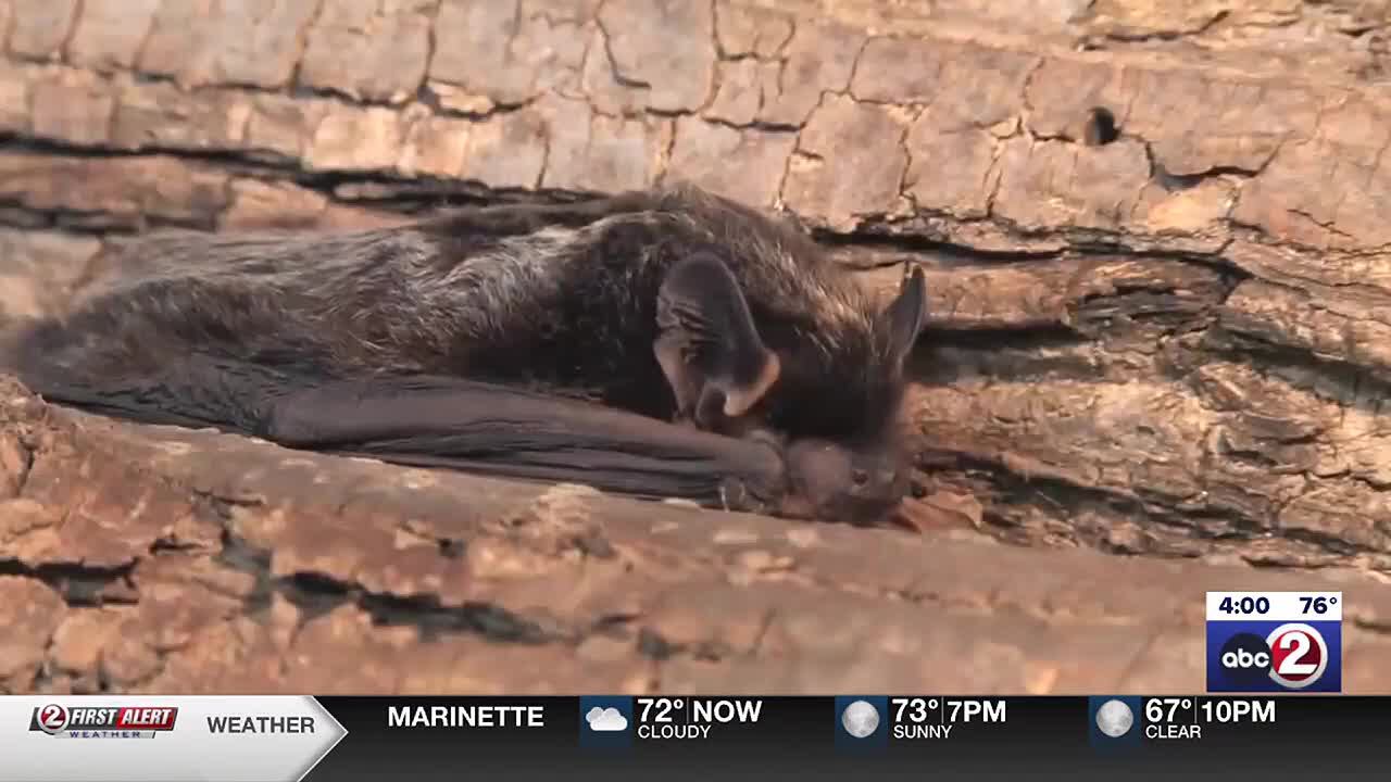Outagamie County bat tests positive for rabies; rabies survivor Jeanna ...