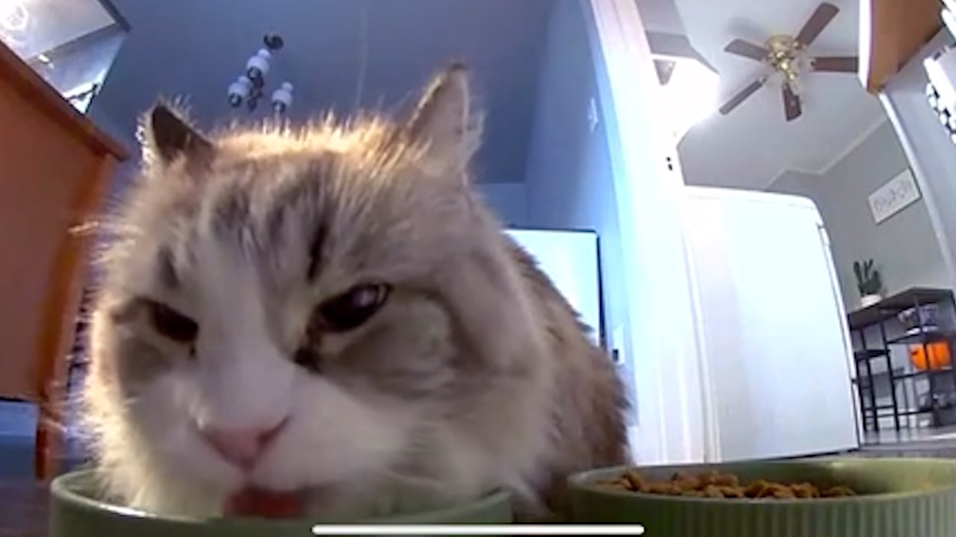 Cat's Reaction To Owner's Voice