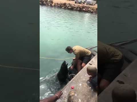 Just kissed a seal #spearfishing #seal #freediving #fishing # ...