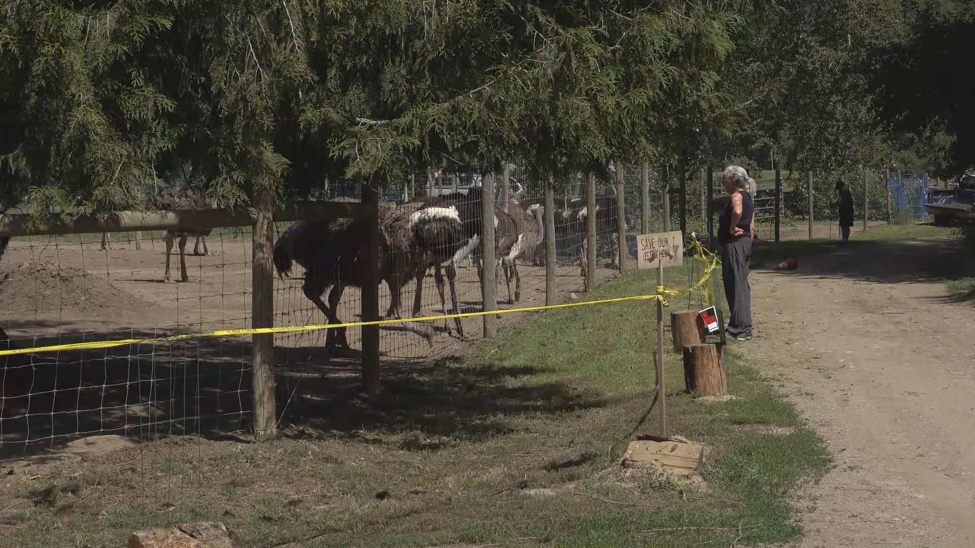 Universal Ostrich Farm loses final appeal to stop cull of 400 birds