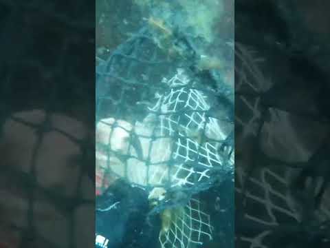 Rescuing a massive crab from a crab pot #crab #spearfishing #rescue