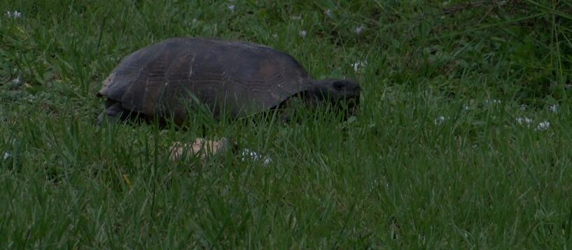 North Port helping to save gopher tortoises - one sign at a time