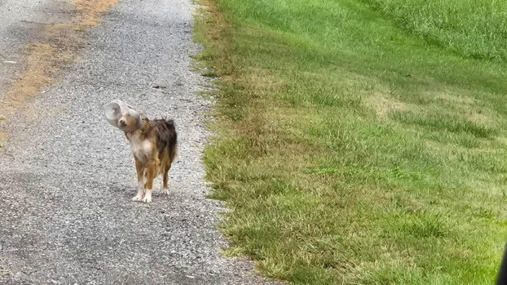 Pennsylvania food company covers vet fees for dog rescued with cheese ...
