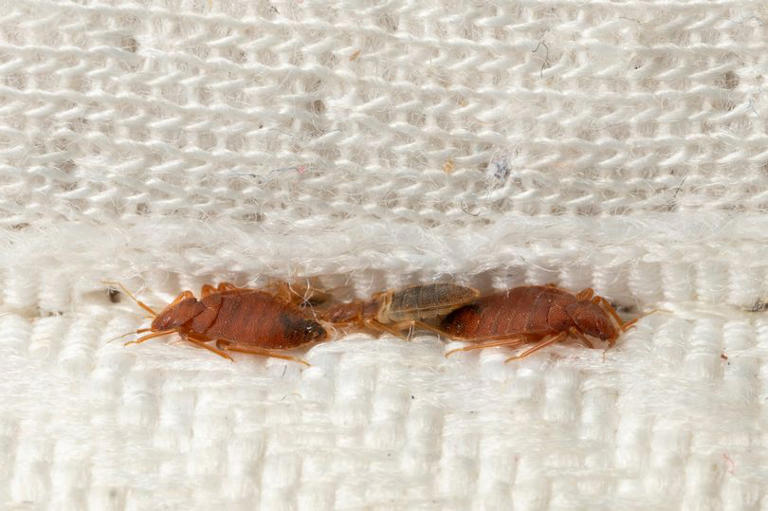 UK Government infiltrated by bed bugs as officials spent £150k trying ...