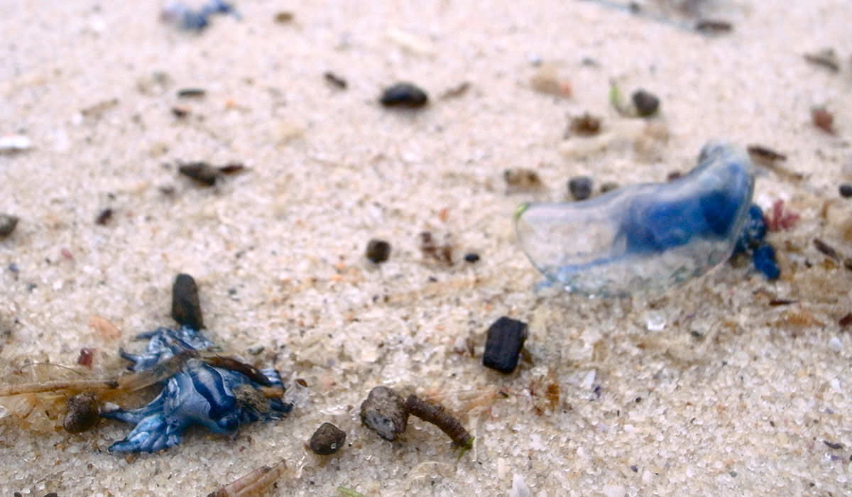 Urgent warning for holidaymakers as rare and dangerous sea creatures ...