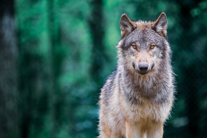 Wyoming man 'hits wolf with snowmobile and tortures it in bar'