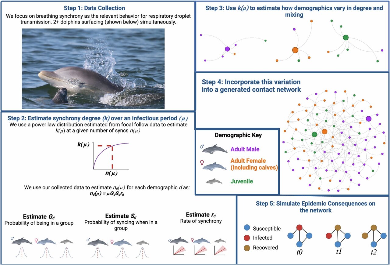 Synchronized breathing can spread diseases for Bottlenose dolphins and ...