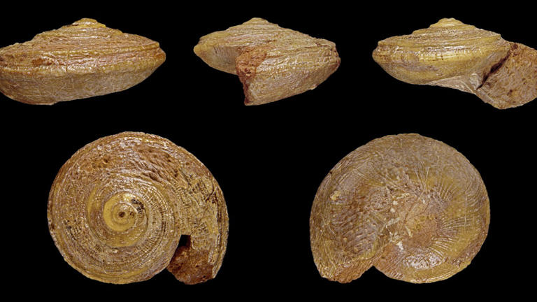 Scientists uncover evidence of ancient non-human artifacts on earth