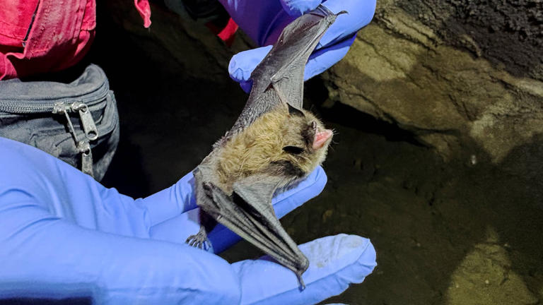 Why bat sightings are on the rise in Edmonton