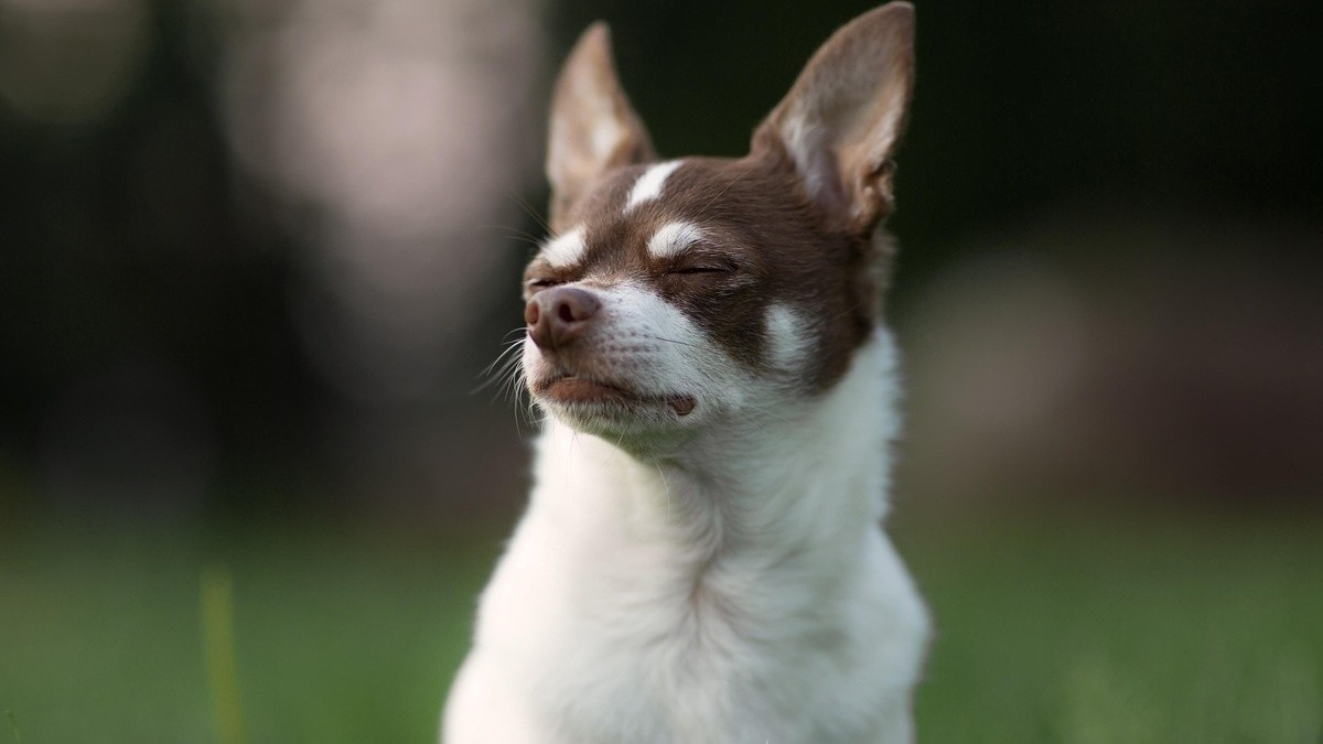 15 mejores razas de perros leales; serán tus mejores amigos de por vida