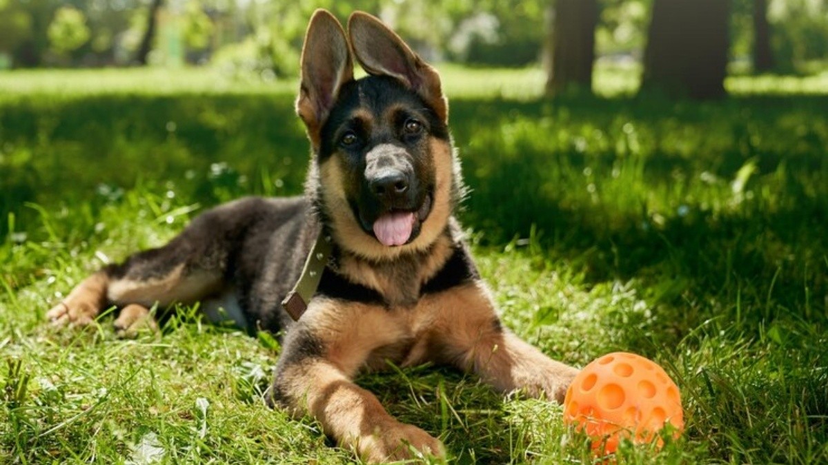 15 mejores razas de perros leales; serán tus mejores amigos de por vida