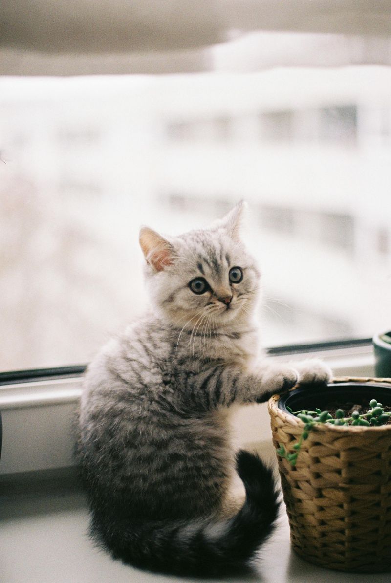 10 Signs Your Cat May Be Angry At You