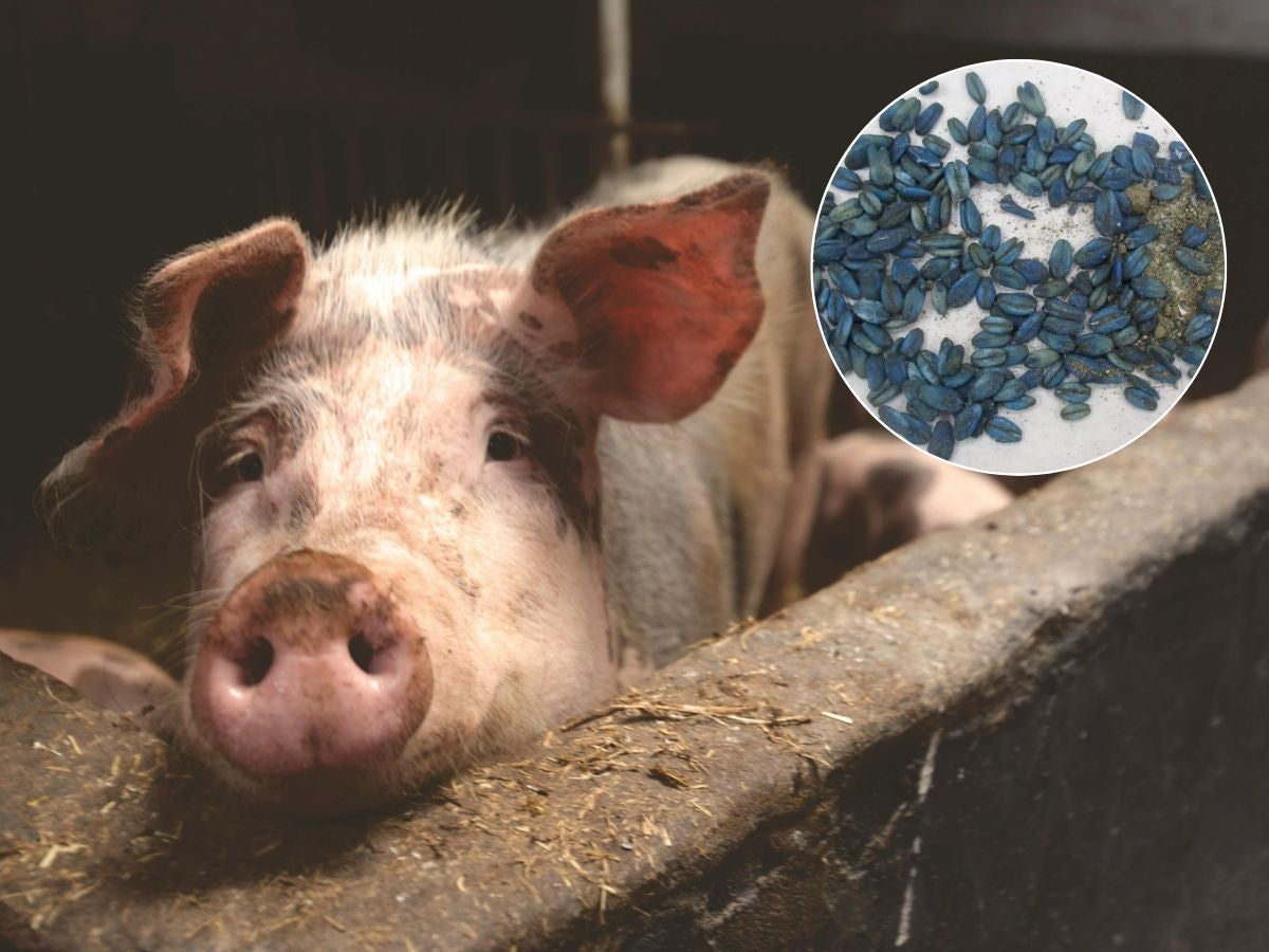 ¿Carne azul neón? El extraño hallazgo en cerdos salvajes de California