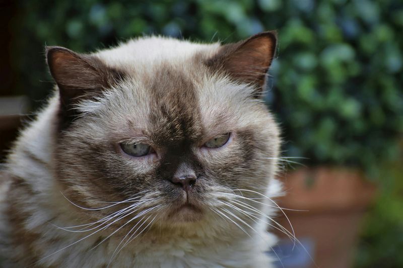 10 Signs Your Cat May Be Angry At You
