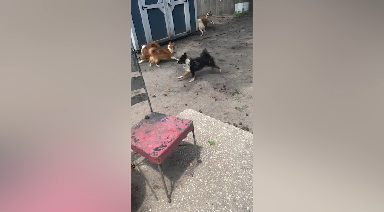 Shelter Saves 30 Dogs Left Behind As Owner Battles Cancer In Hospice