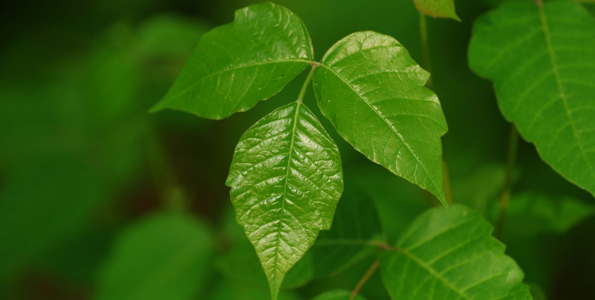 How to Get Rid of Poison Ivy for Good, According to Experts