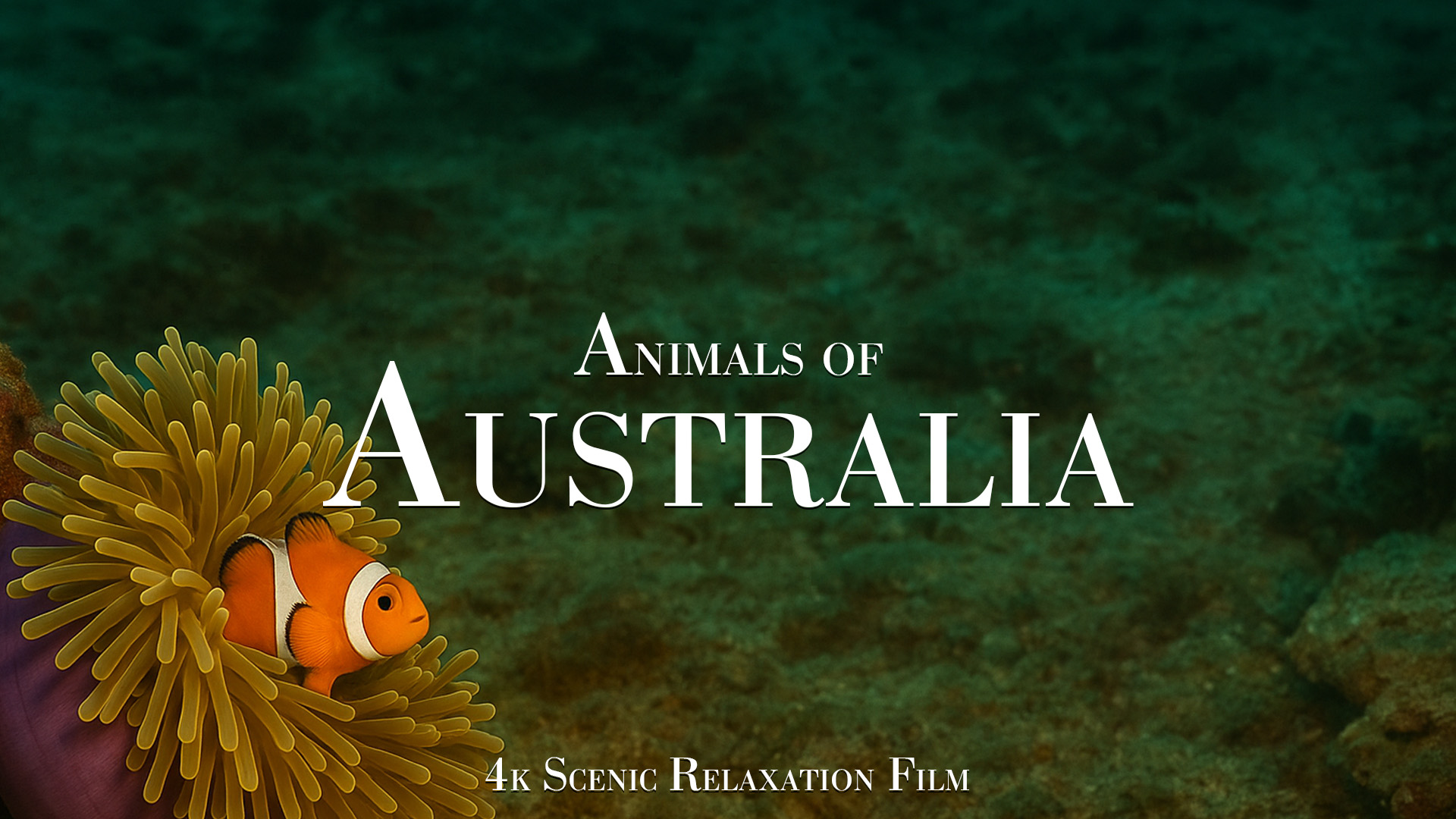 When the Camera Just Watches – Dangerous and Venomous Animals of ...