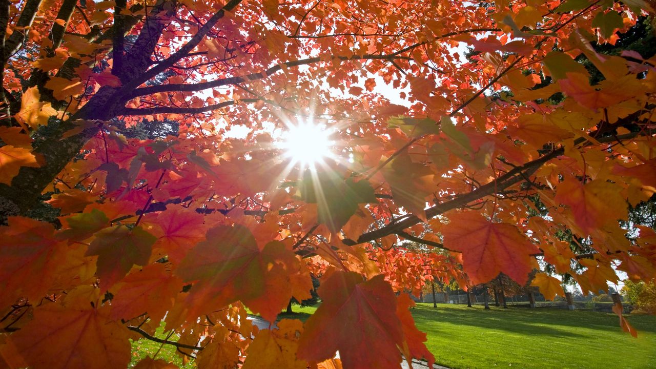 Autumn equinox 2025: When does fall begin, and what is an equinox?