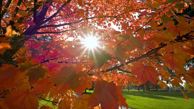 Autumn equinox 2025: When does fall begin, and what is an equinox?