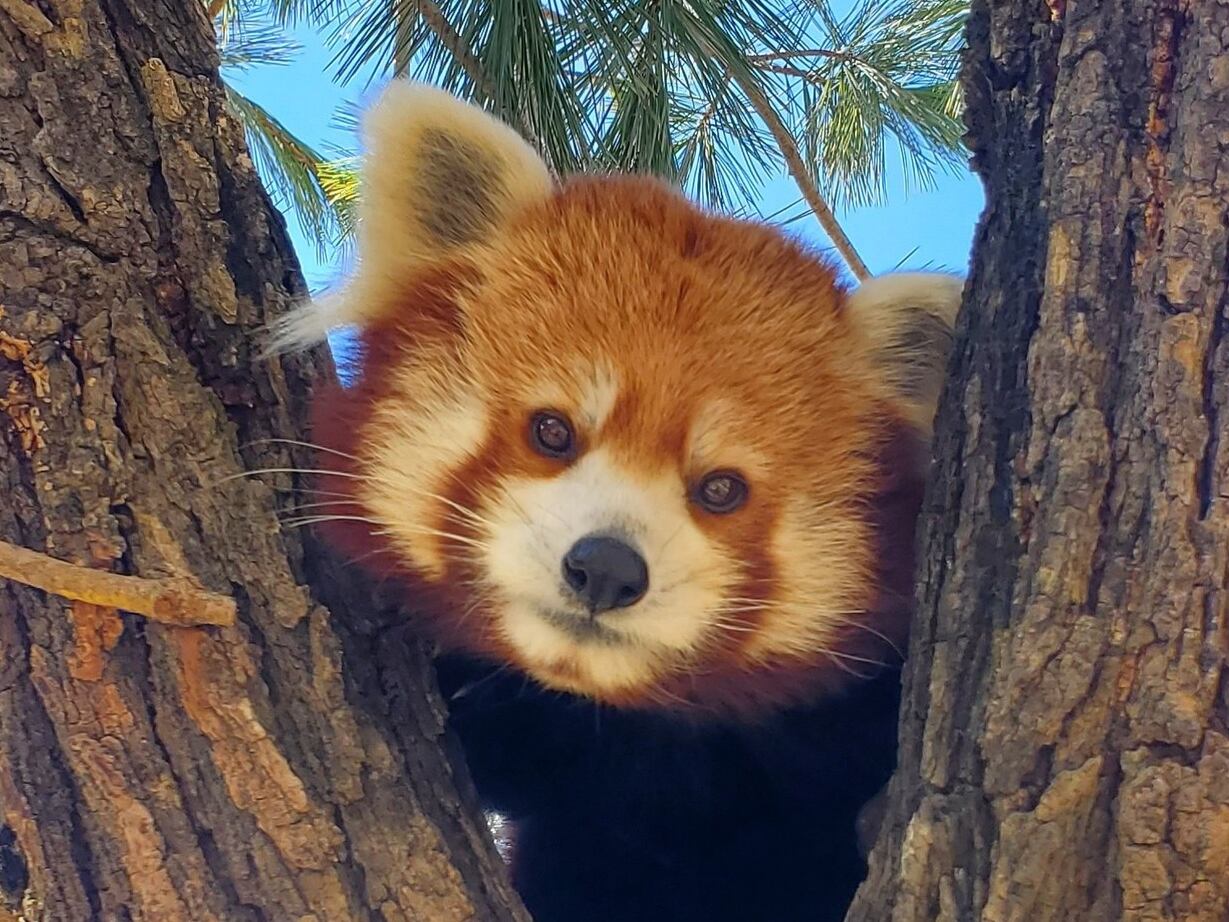 Star, Omaha Henry Doorly Zoo’s only red panda, has died