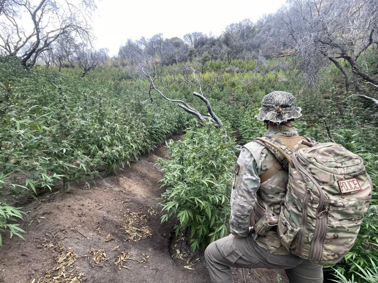 1 ton of marijuana removed from Sequoia National Park