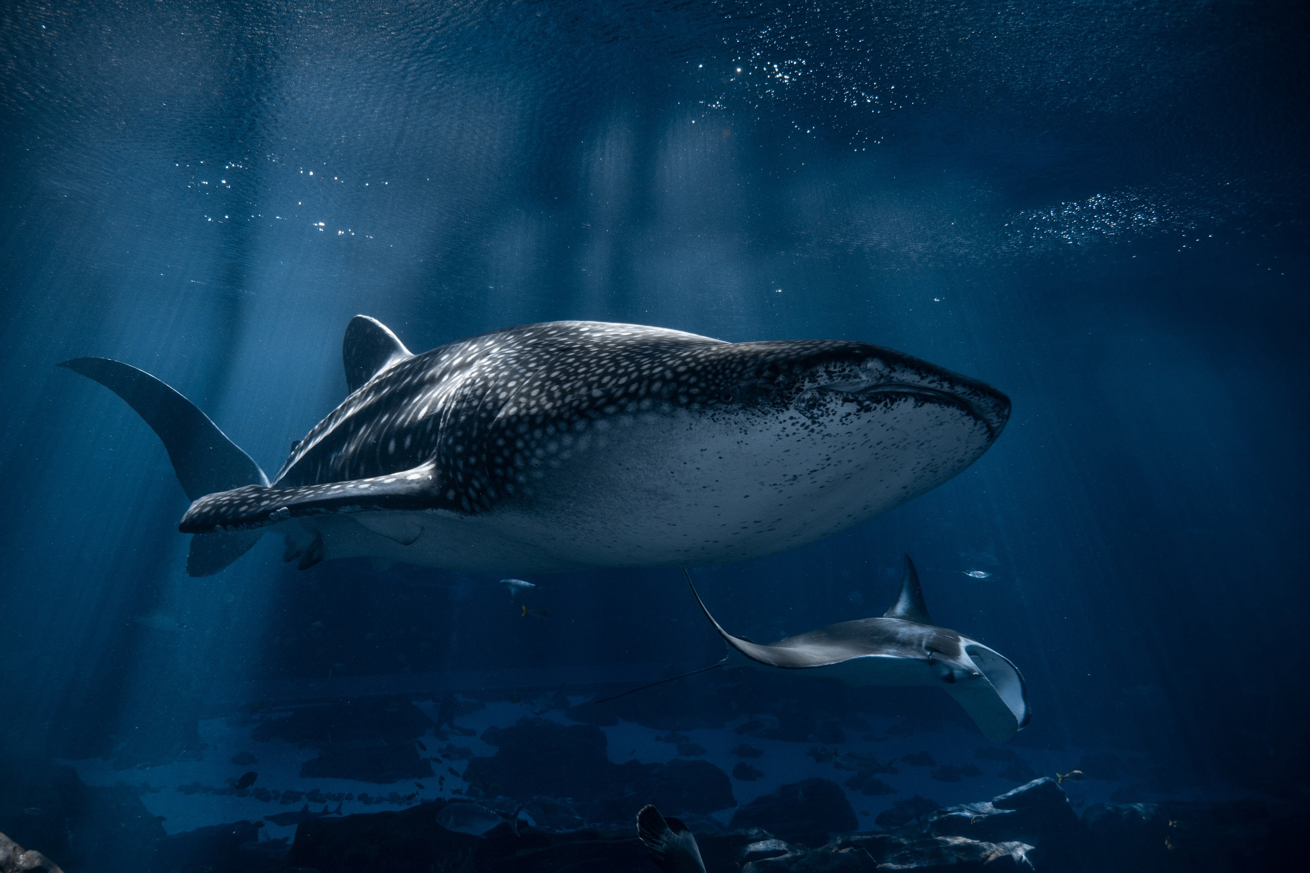 Whale shark at Georgia Aquarium dies after staff notices change in ...