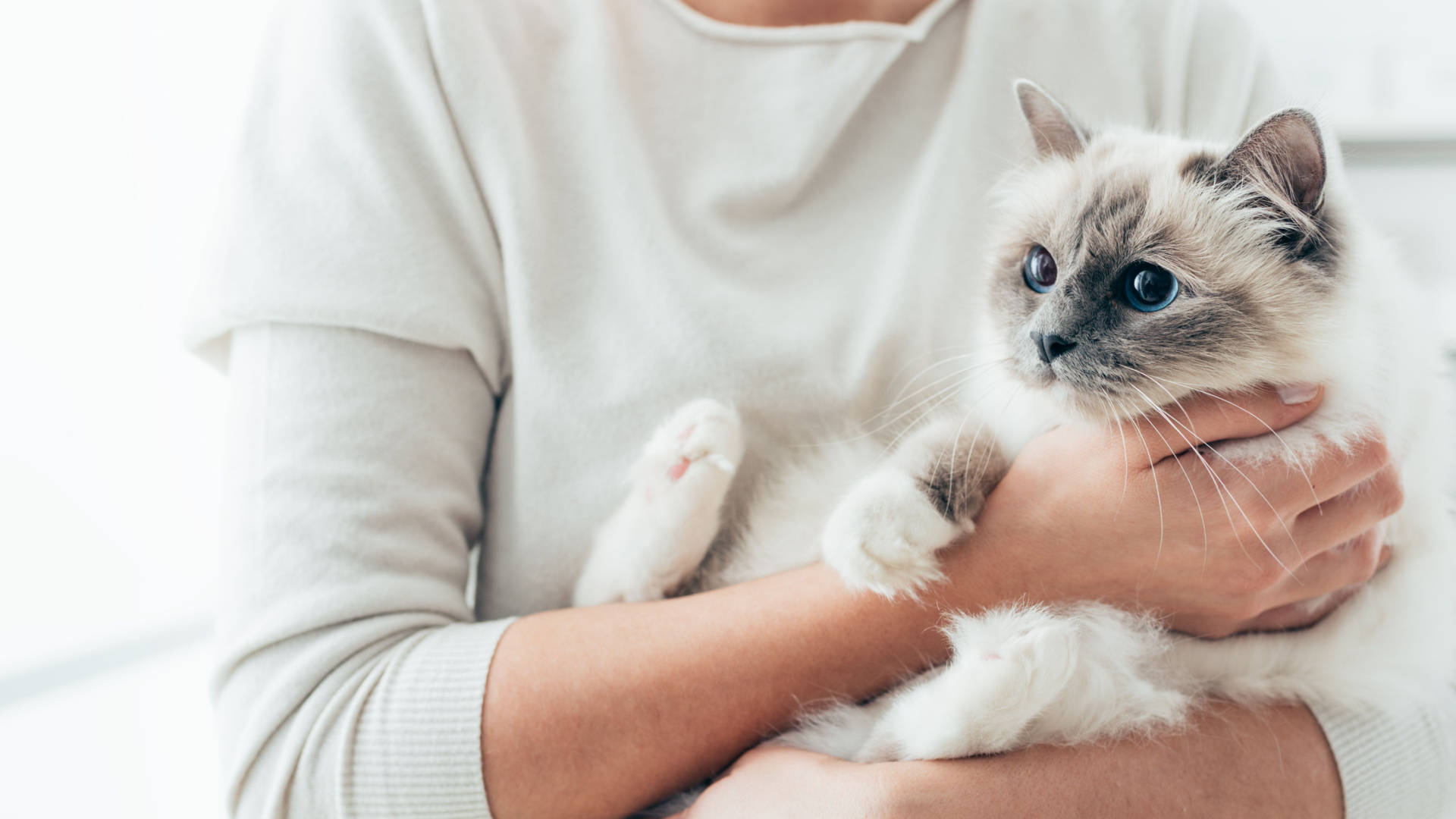 8 Signs Your Cat Shows When They Miss You