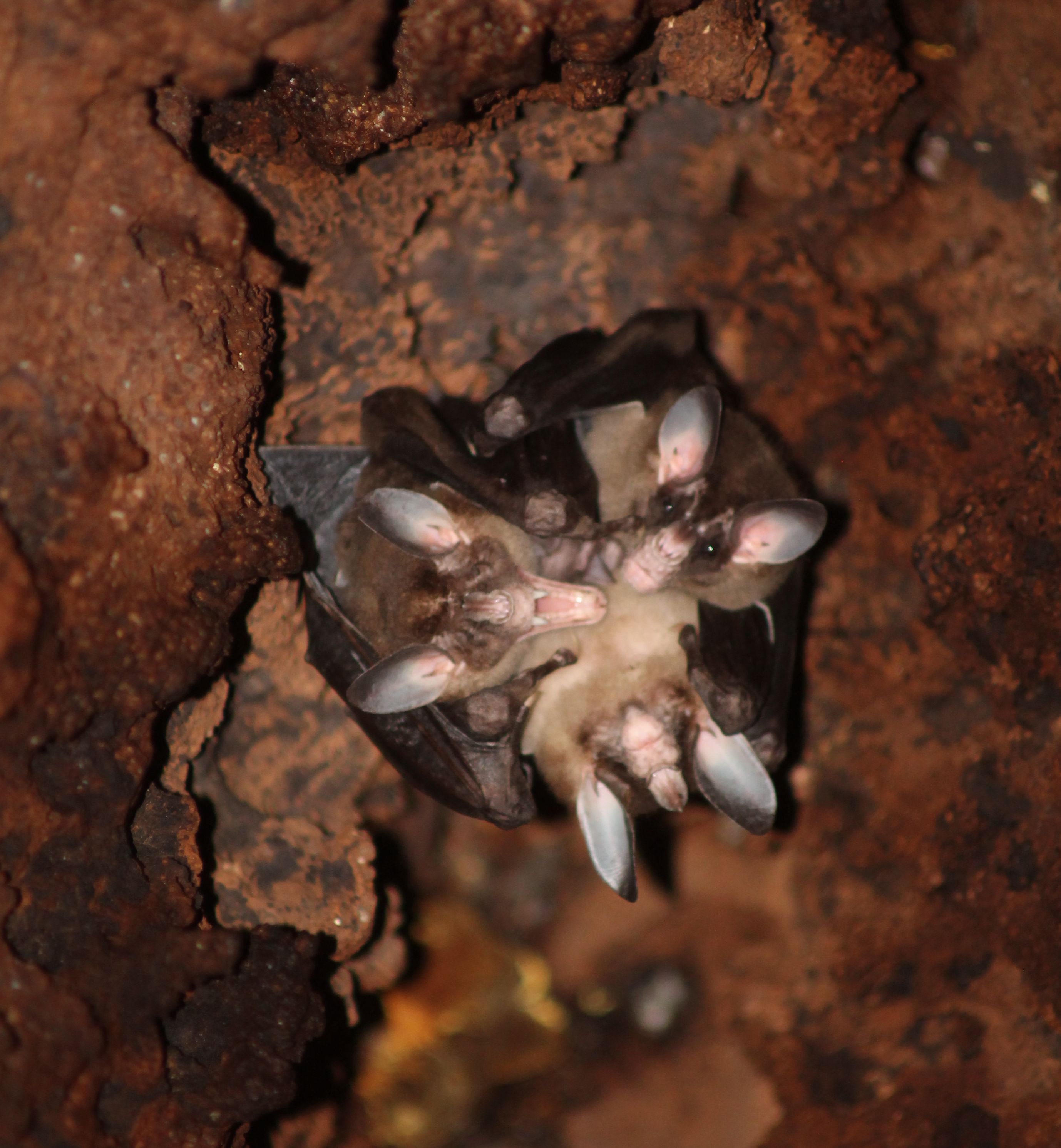These Big, Meat-Eating Bats Also Have a Cuddly Side. Rare Videos Reveal ...
