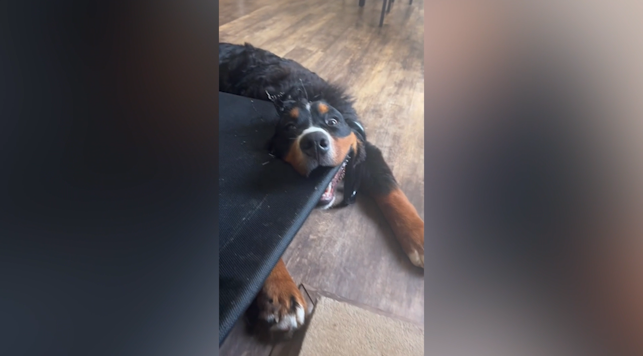 Internet In Stitches As Bernese Gets Stuck After Biting Through Furniture