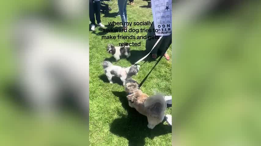 ‘Socially Awkward’ Dog Tries To Make Friends, Hearts Break At What Happens