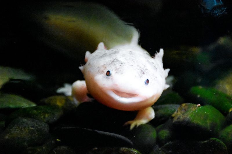 10 Rare Animals Seen Only In Distinct Areas Of The World