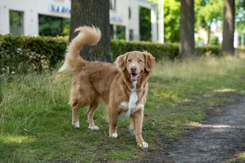 10 Signs Your Dog Recognizes You As Family