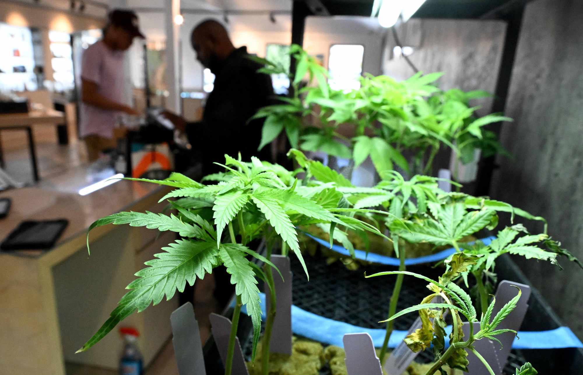 Riverside adds fees for future cannabis retail stores in the city