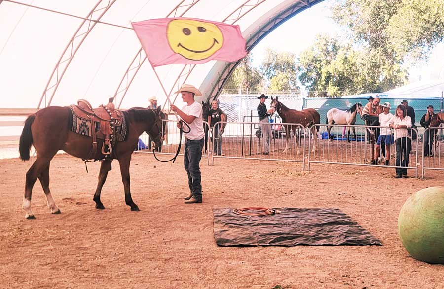 4-H handled wild horses available for eastern Idaho adoption
