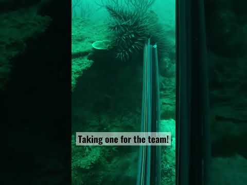 If you touch it you’ll loose your arm… #spearfishing #fishing # ...