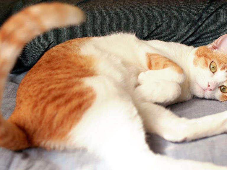 Por qué el gato mueve la cola: lenguaje, funciones y señales que sí ...